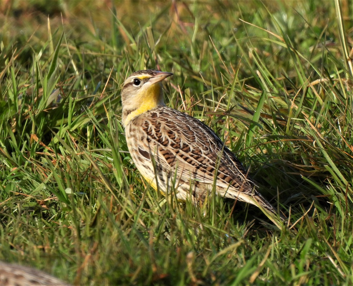 eBird Checklist - 21 Nov 2022 - Arcata Bottoms--V St. Loop - 32 species ...