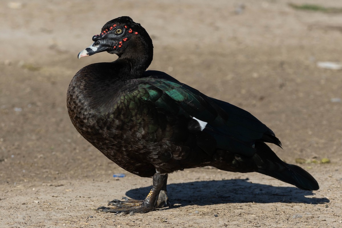 ML505946261 - Muscovy Duck (Domestic type) - Macaulay Library