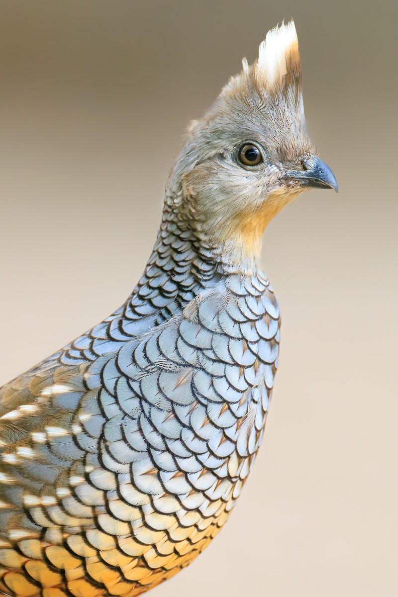 ML506031791 - Scaled Quail - Macaulay Library