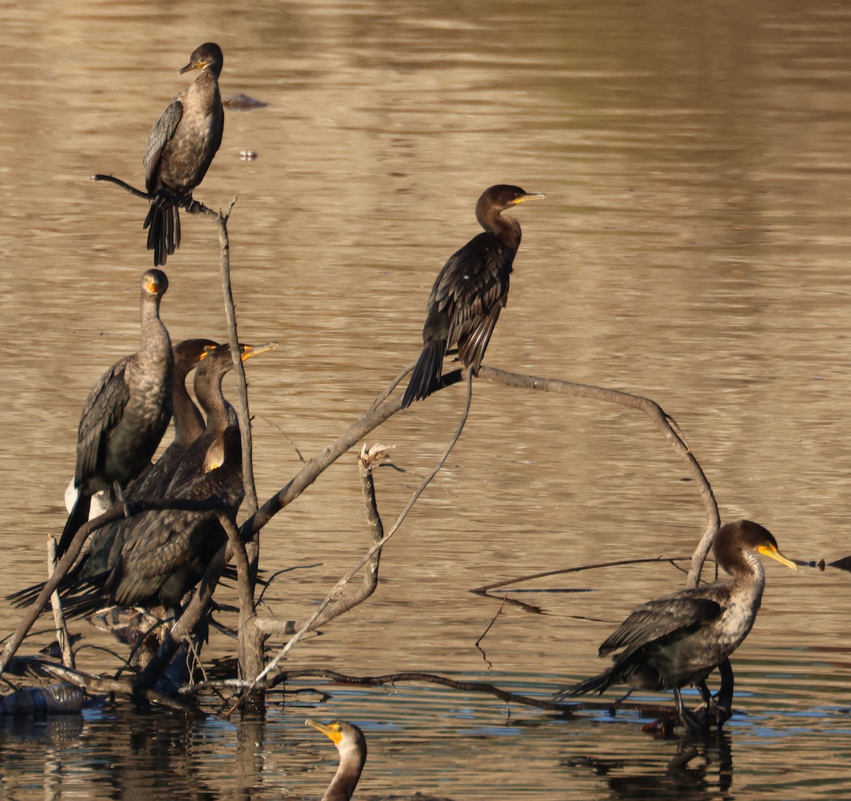 ML506099901 - Neotropic Cormorant - Macaulay Library