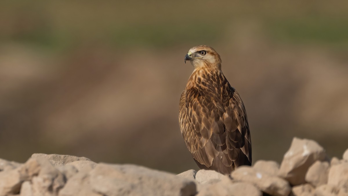 ML506139681 - Long-legged Buzzard - Macaulay Library