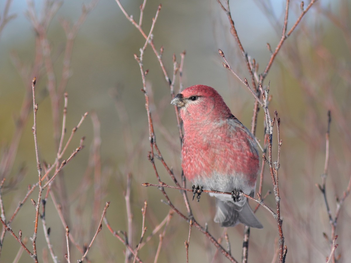 ML506369201 - Pine Grosbeak - Macaulay Library