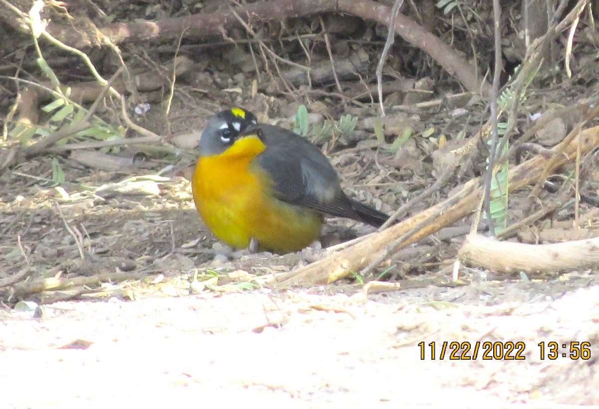 eBird Checklist - 22 Nov 2022 - stakeout Fan-tailed Warbler, Rollins Rd ...