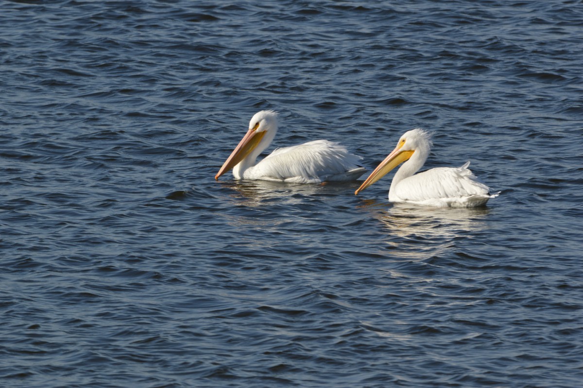 eBird Checklist - 22 Nov 2022 - Lake Springfield--Beach House - 1 species