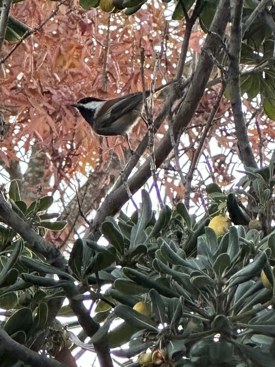 eBird Checklist - 23 Nov 2022 - Rolling Hills Middle School - 10 species