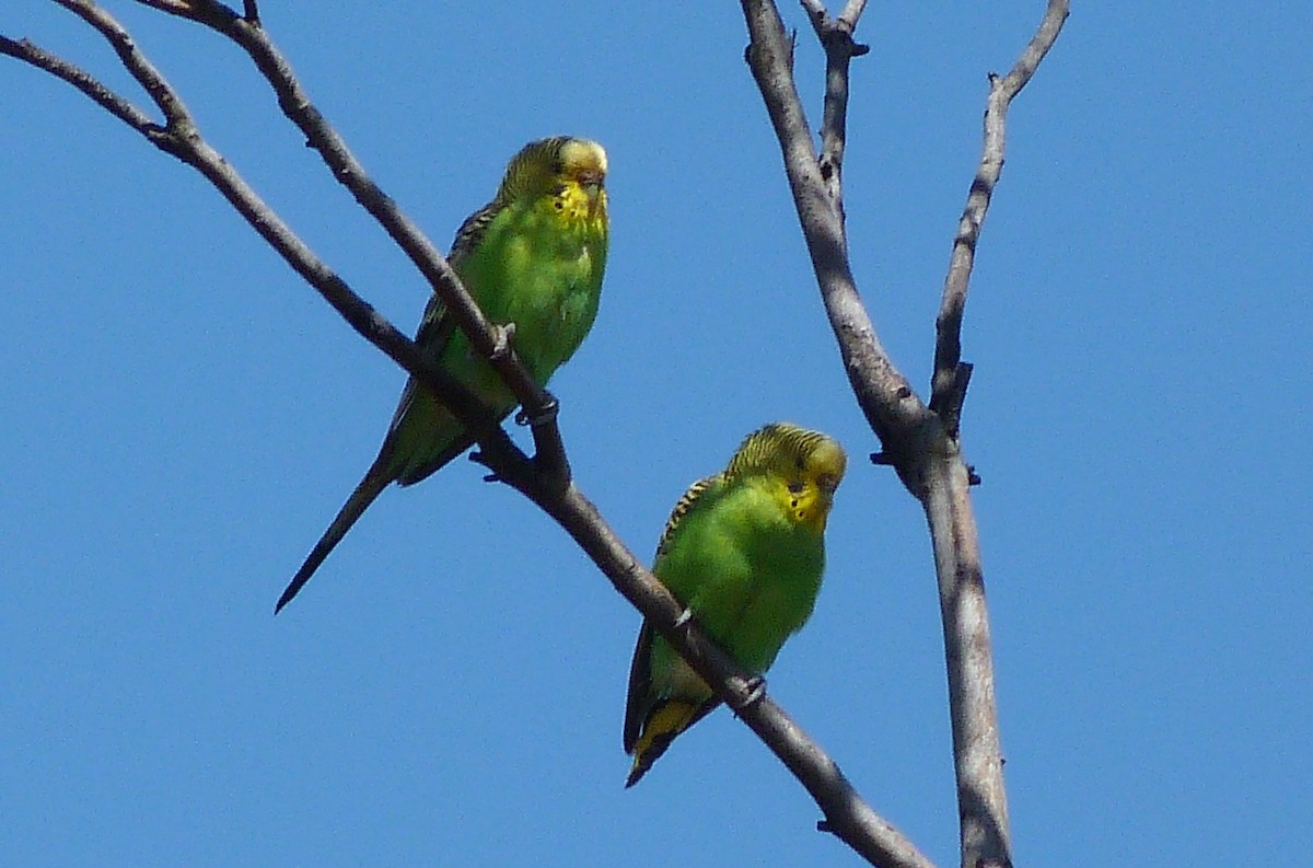 eBird Checklist - 24 Nov 2022 - Monkey Corner/Falkenberg Roads - 24 species