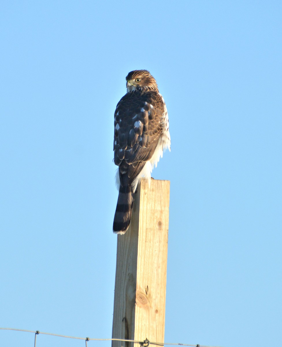 ML507065061 - Cooper's Hawk - Macaulay Library