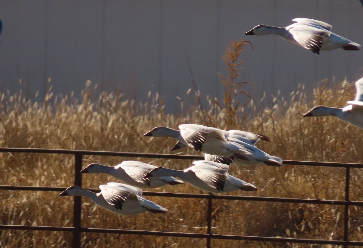 eBird Checklist - 25 Nov 2022 - Anza Trail--Guy Tobin Trailhead south ...