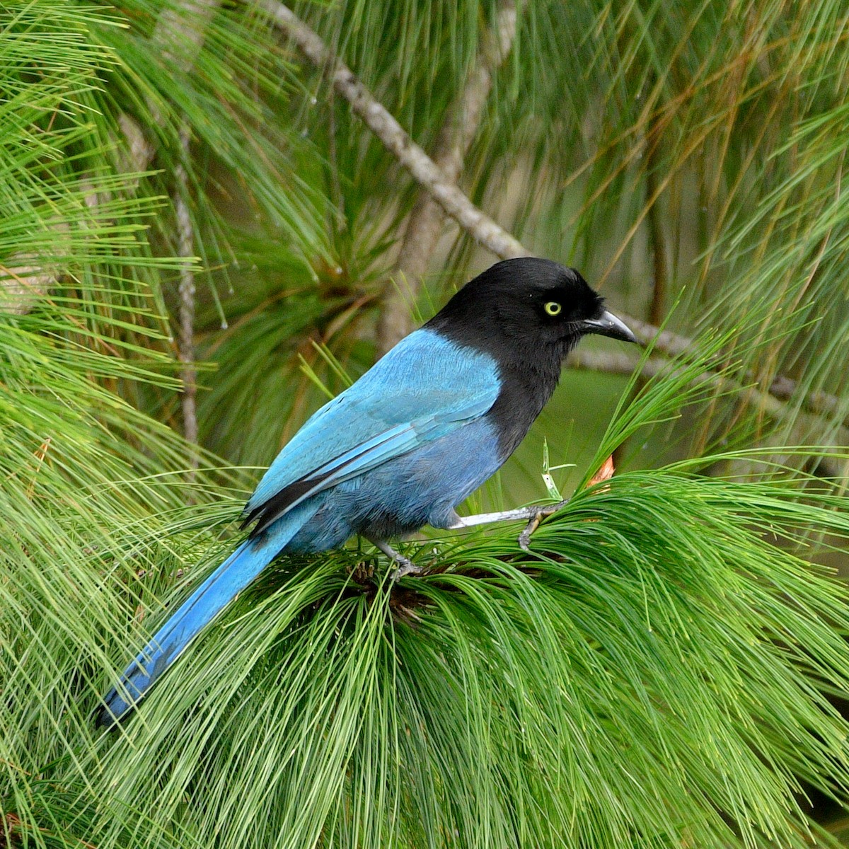 ML507265891 - Bushy-crested Jay - Macaulay Library