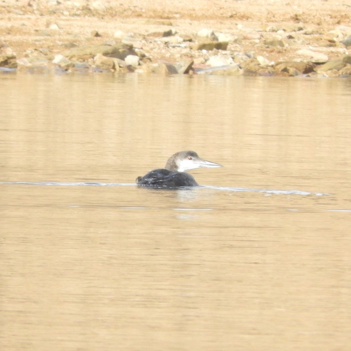 eBird Checklist - 25 Nov 2022 - Don Pedro Reservoir--Fleming Meadows ...