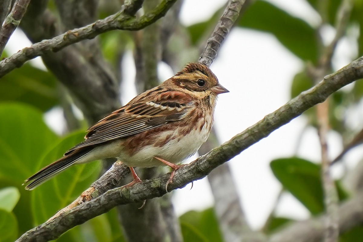 eBird Checklist - 26 Nov 2022 - Long Valley - 56 species