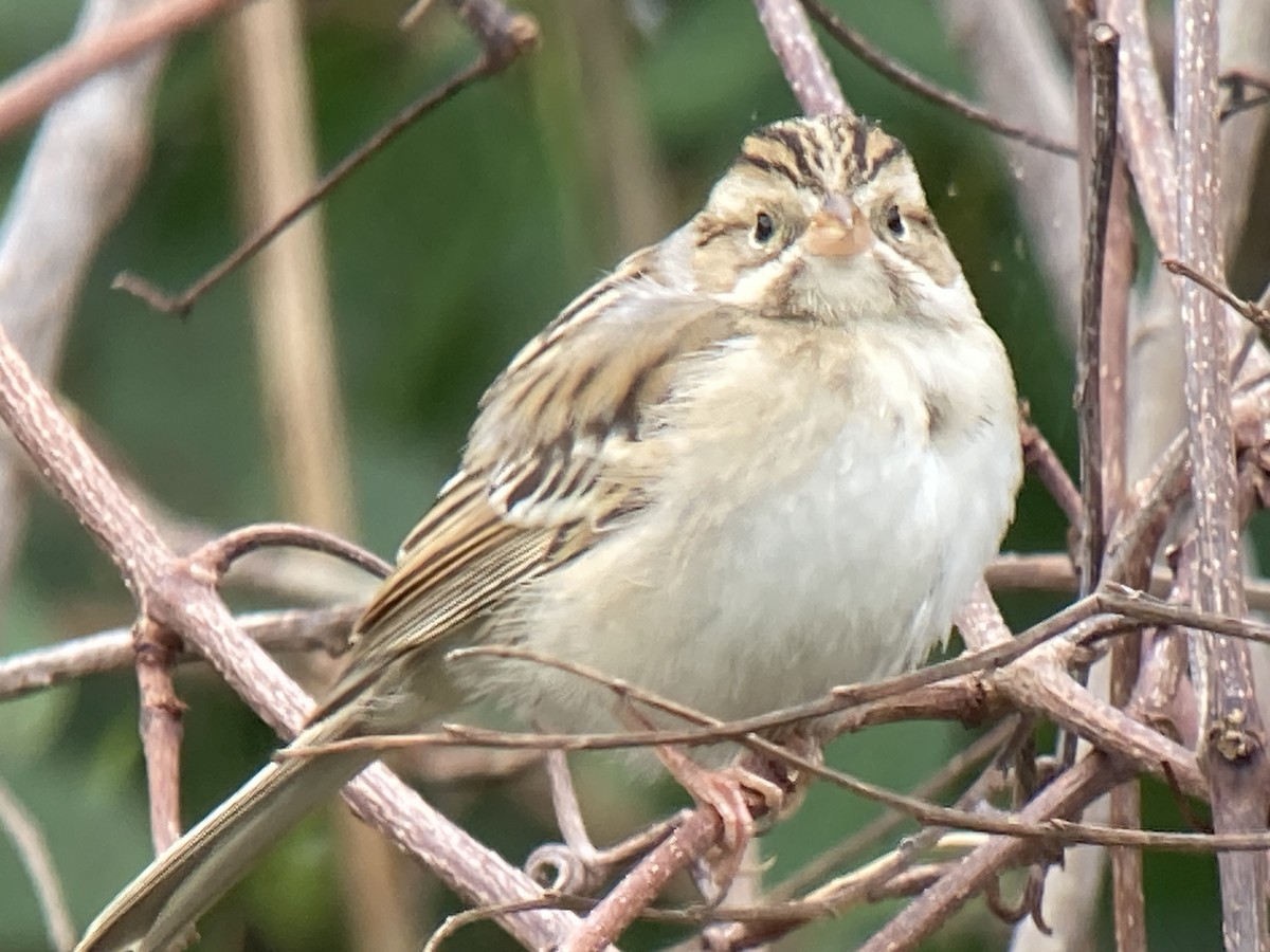 eBird Checklist - 26 Nov 2022 - Lake Tohopekaliga--Whaley's Landing ...