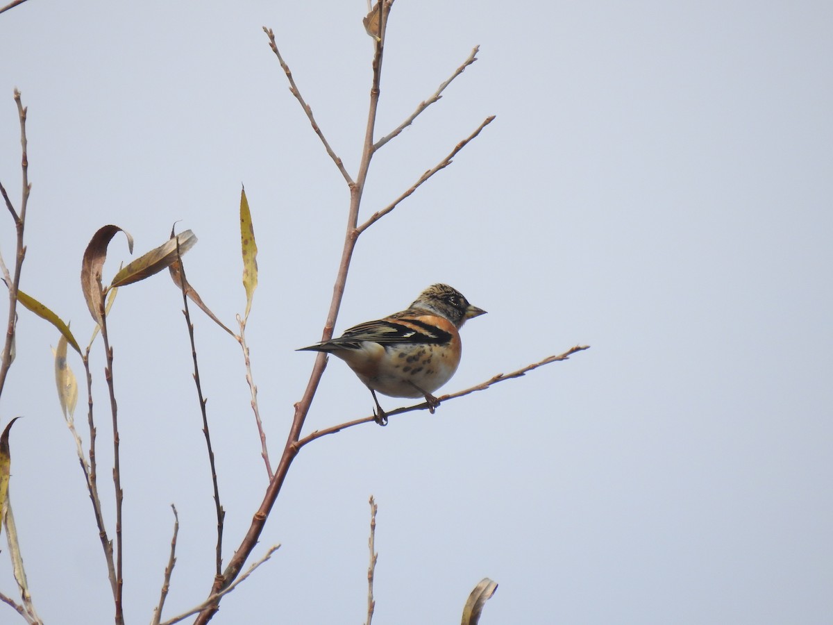ML507426681 - Brambling - Macaulay Library