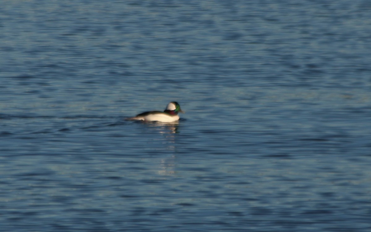 New York Breeding Bird Atlas Checklist - 26 Nov 2022 - Little Neck Bay ...