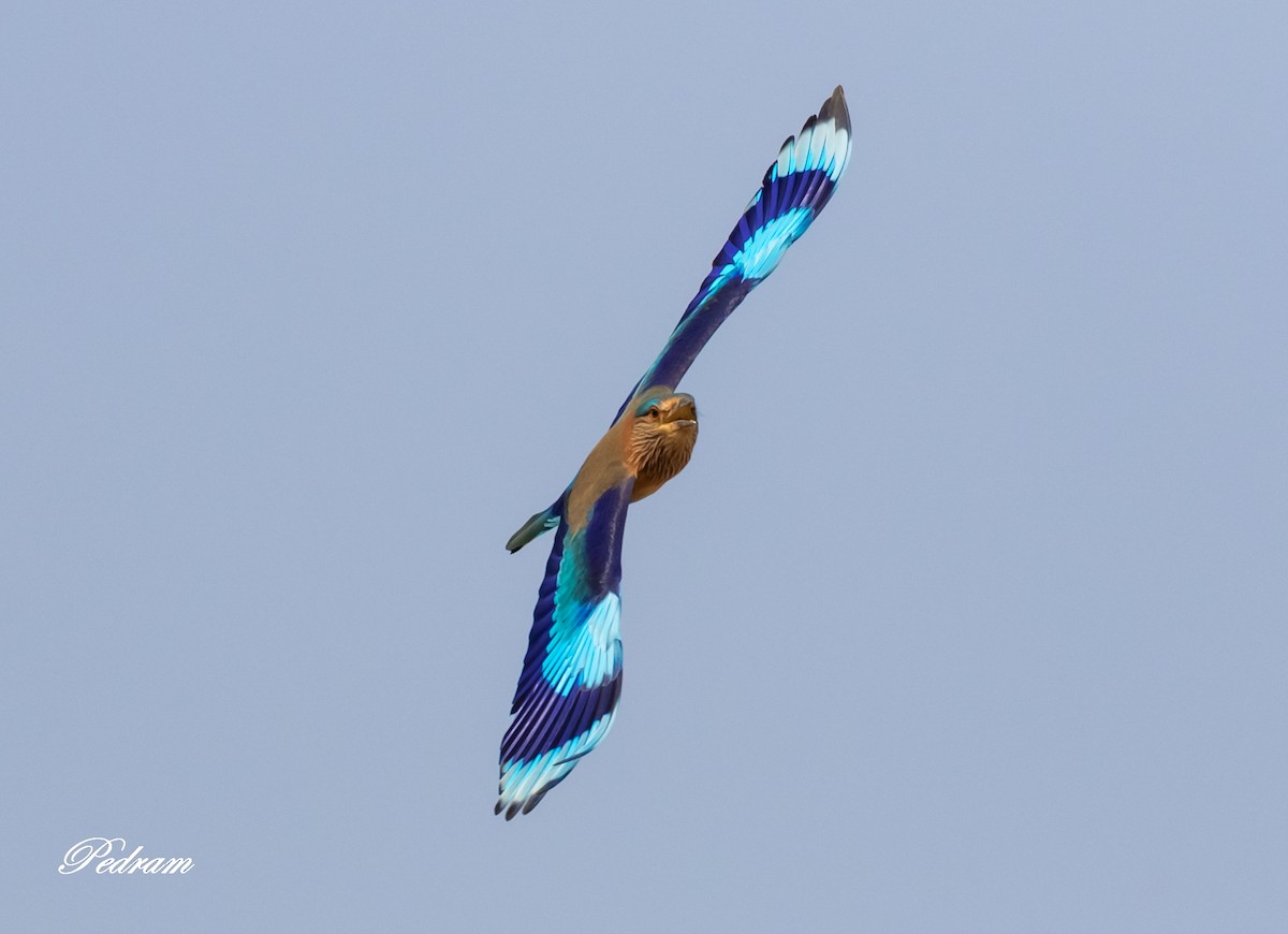 eBird Checklist - 22 Mar 2022 - Auto selected - 19 species