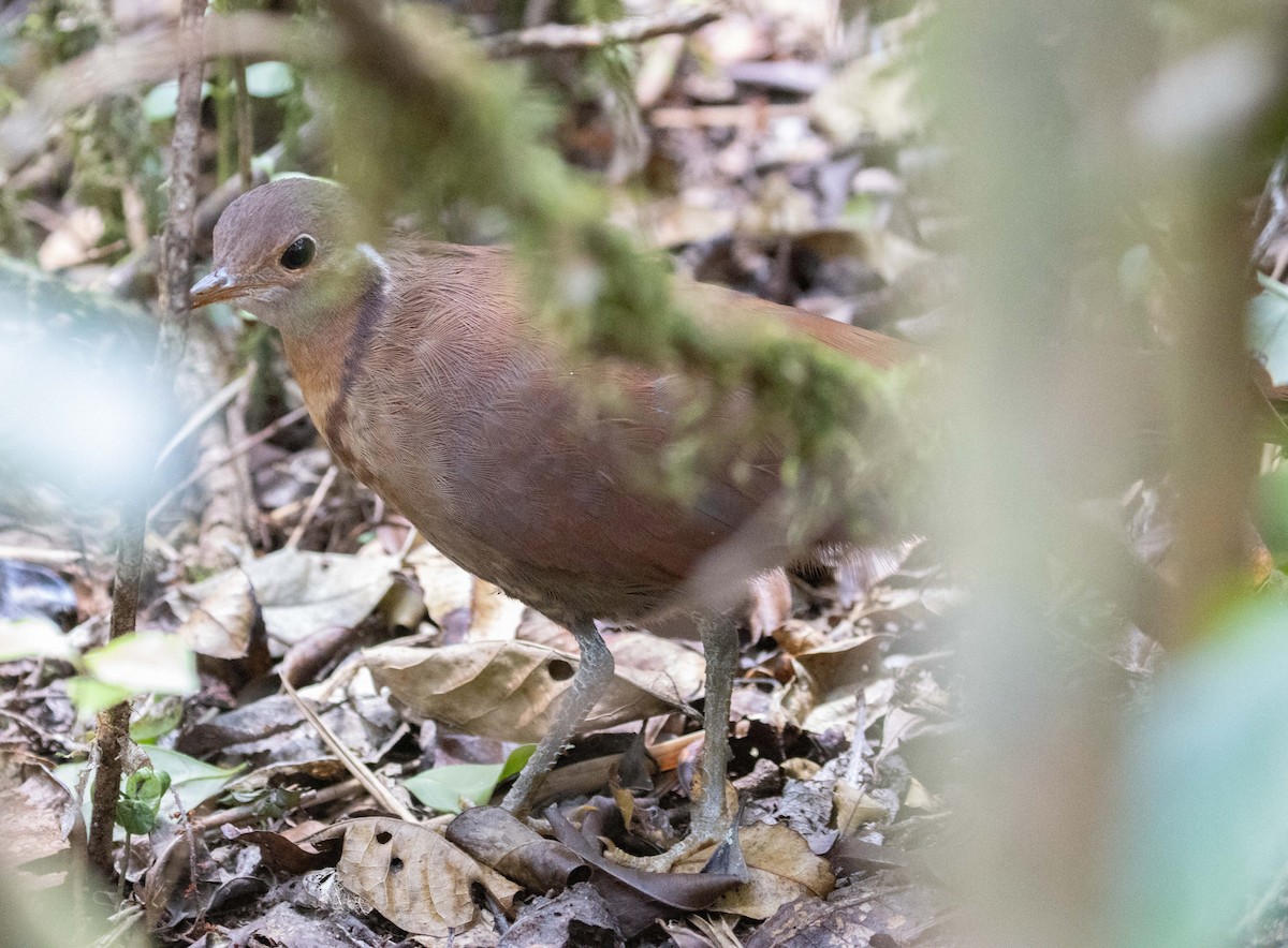 ML507665031 - Brown Mesite - Macaulay Library