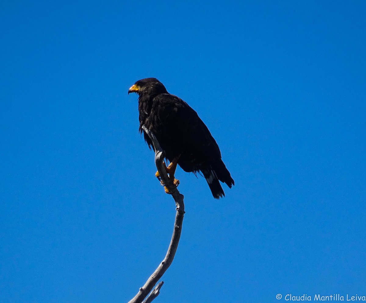 eBird Checklist - 27 Nov 2022 - Laguna de la Jicotea Trail, Cayo Santa ...