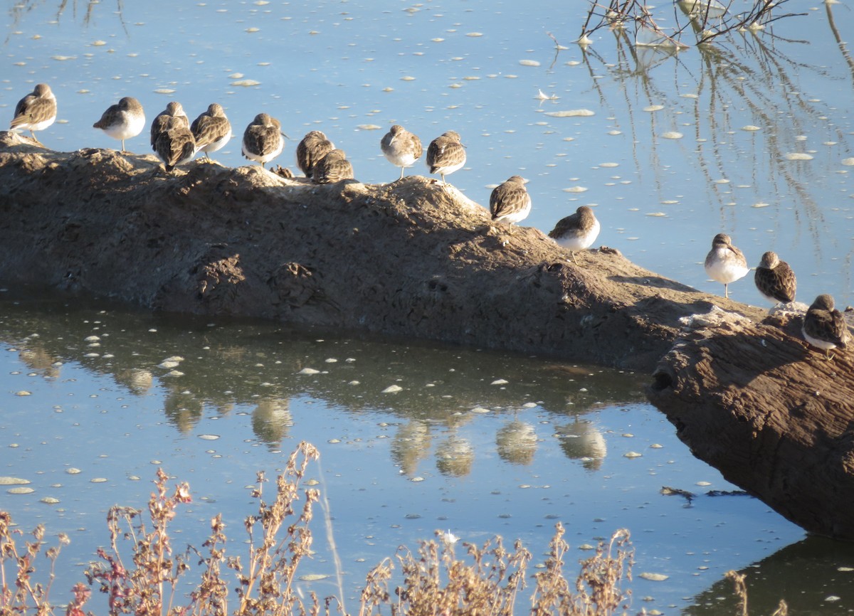 eBird Checklist - 26 Nov 2022 - San Pablo Bay National Wildlife Refuge ...