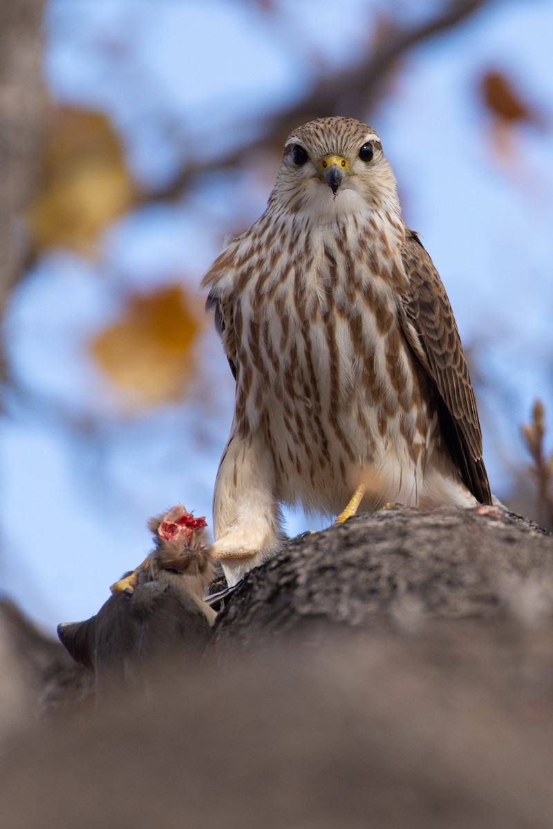 ML507918981 - Merlin (Prairie) - Macaulay Library