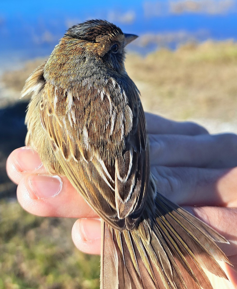 eBird Checklist - 26 Nov 2022 - Magothy Bay Natural Area Preserve - 60 ...