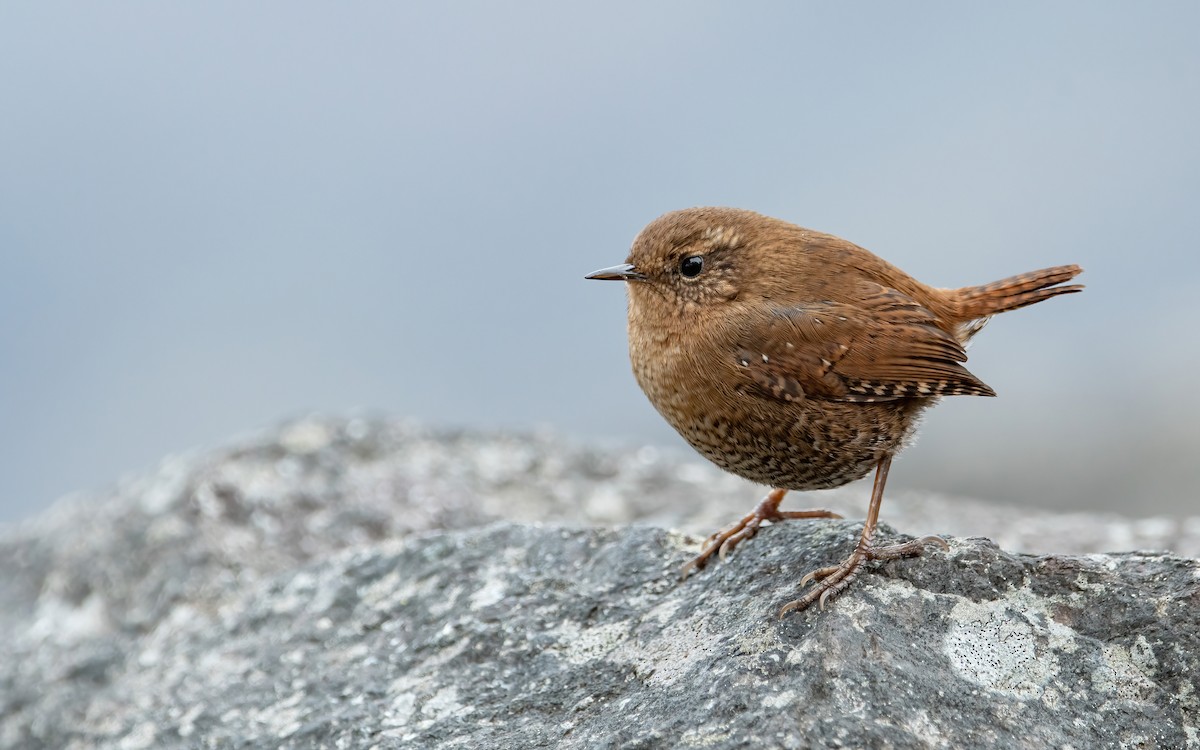 ML507999611 - Pacific Wren - Macaulay Library