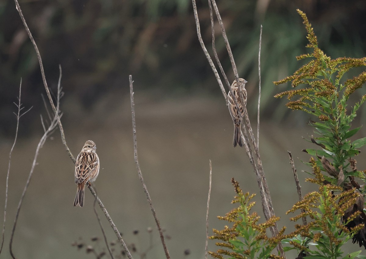 ML508098501 - Pine Bunting - Macaulay Library