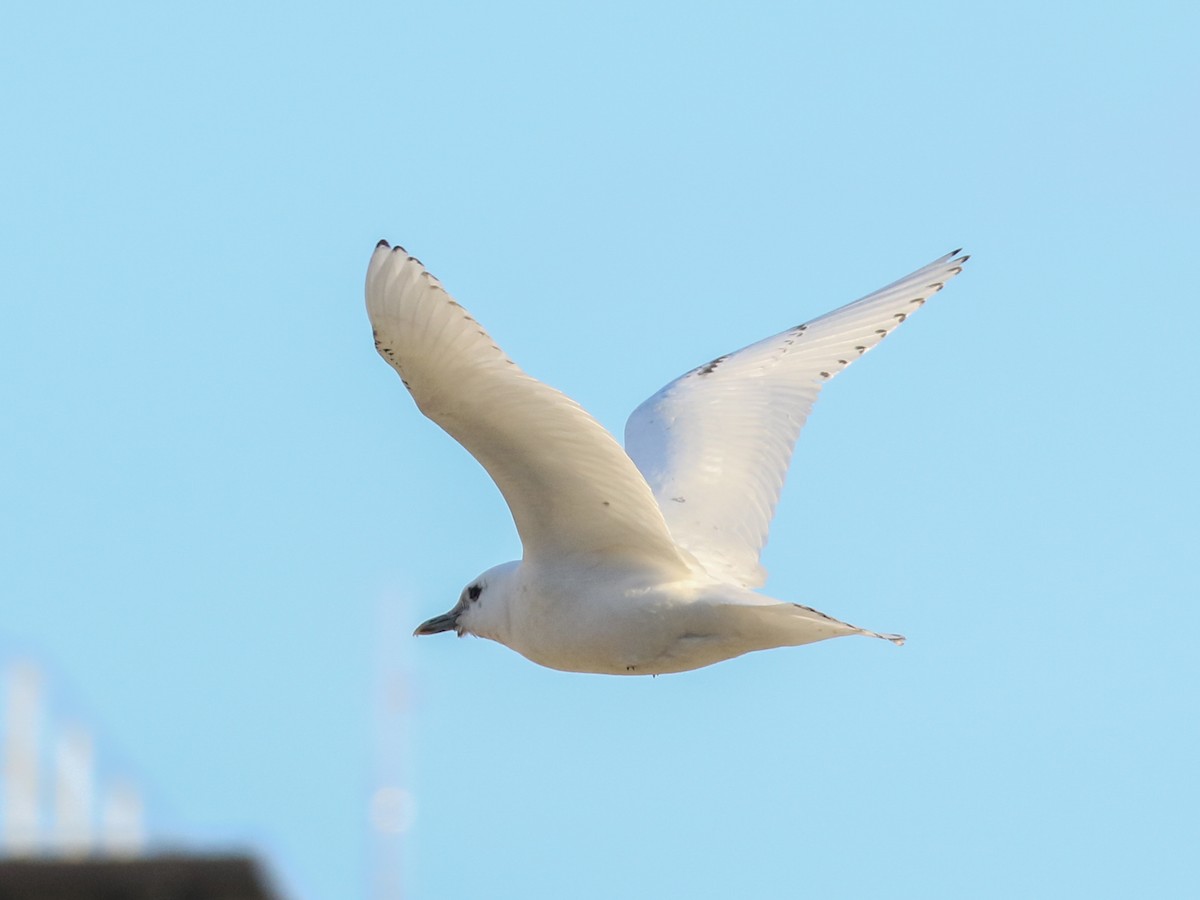 eBird Checklist - 10 Mar 2017 - stakeout Ivory Gull, Flint River (2017 ...