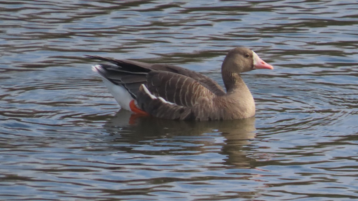 eBird Checklist - 22 Oct 2022 - Homeless Garden - 34 species