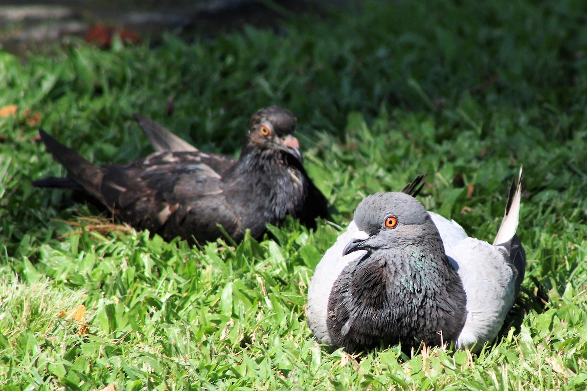 eBird Checklist - 29 Nov 2022 - Cairns Esplanade--Northern End - 29 species