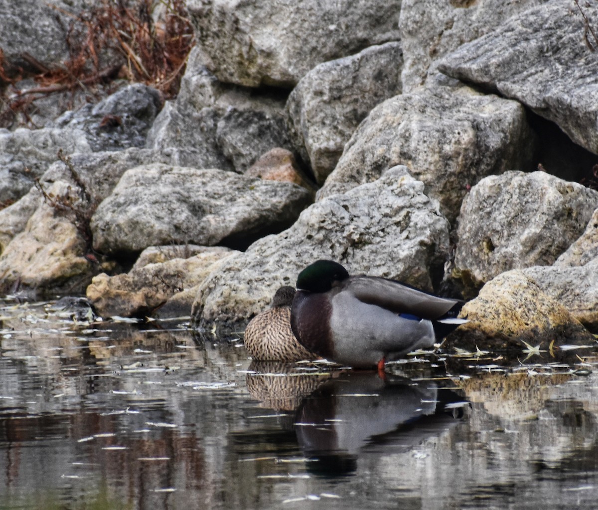 eBird Checklist - 29 Nov 2022 - Bevier & Henry Pfau Callahan Park - 15 ...