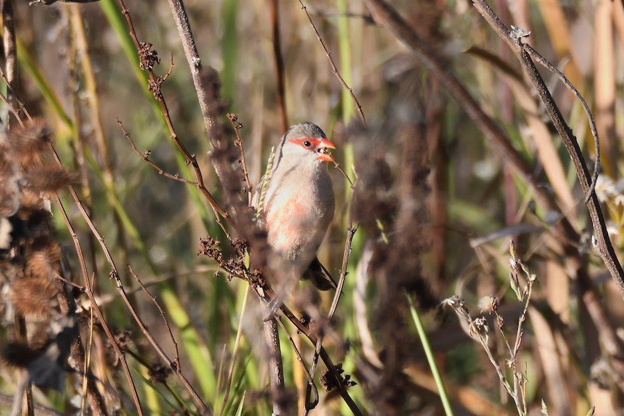 waxbill sp. - eBird