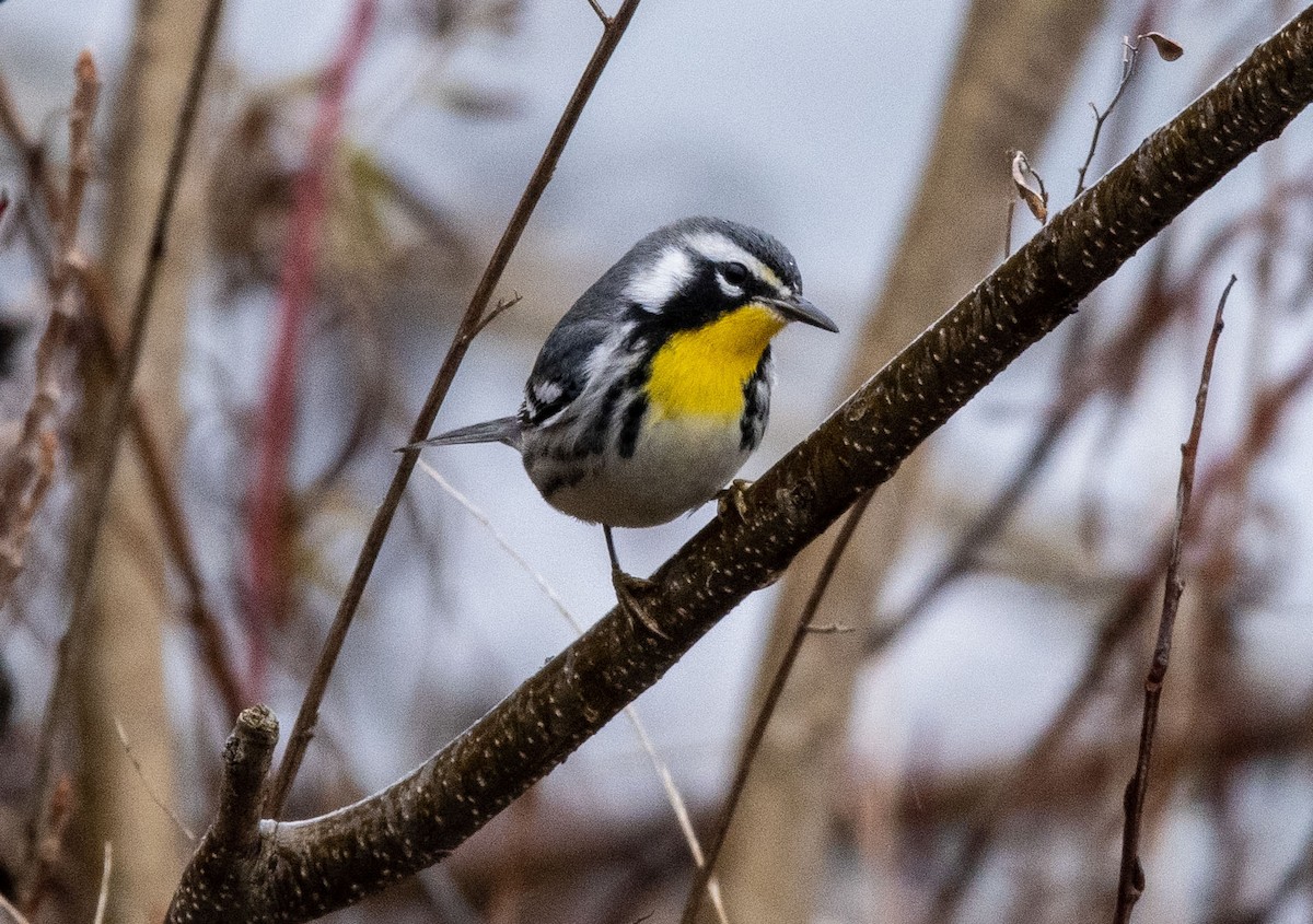 eBird Checklist - 30 Nov 2022 - 301 Deer Point Rd, Charlotte US-VT (44. ...