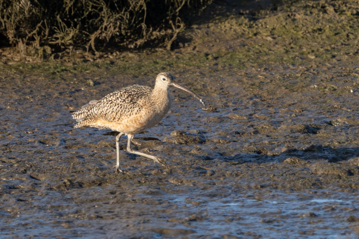 eBird Checklist - 26 Nov 2022 - Arcata Marsh and Wildlife Sanctuary ...
