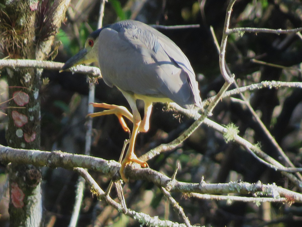 eBird Checklist - 1 Dec 2022 - Corkscrew Regional Ecosystem Watershed ...