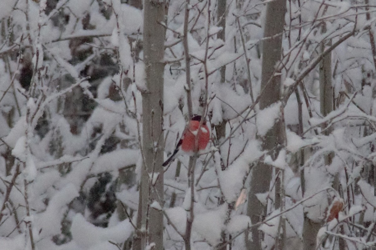 eBird Checklist - 1 Dec 2022 - 3999 Lakewood Loop, North Pole US-AK (64 ...