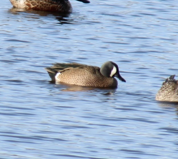 eBird Checklist - 2 Dec 2022 - Arcata Marsh--Brackish Pond - 12 species