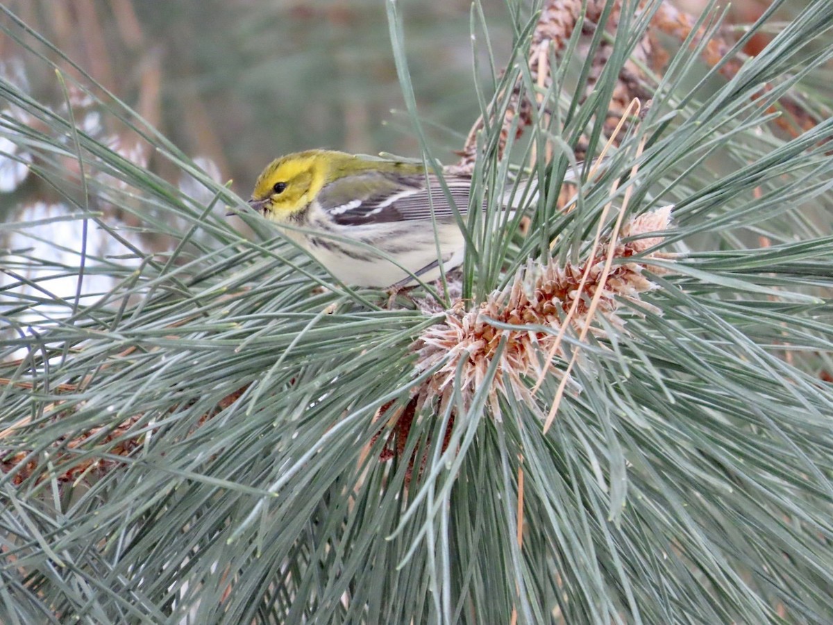 eBird Checklist - 2 Dec 2022 - Riverfront Park, Spokane US-WA 47.66049 ...