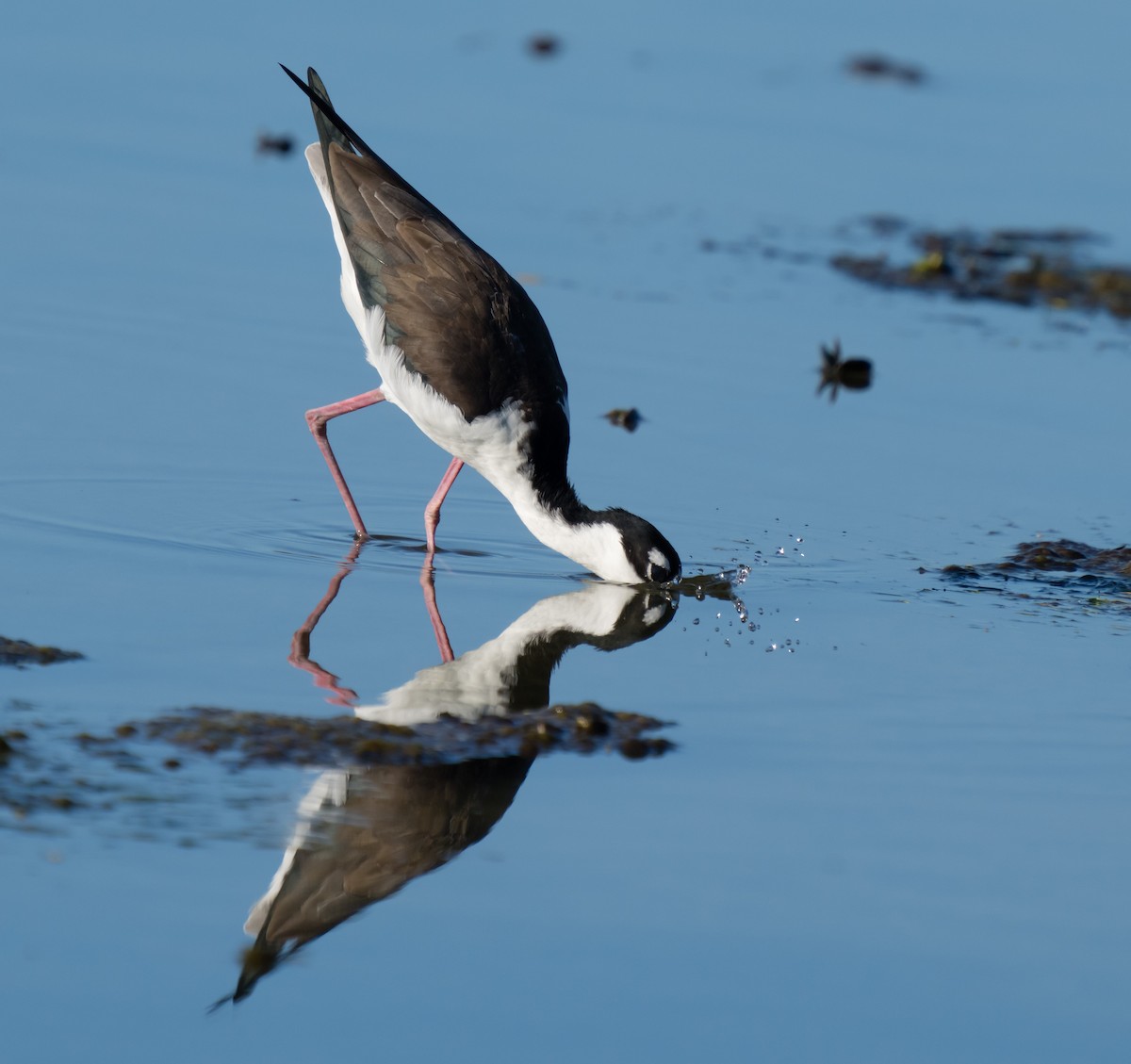 eBird Checklist - 16 Oct 2022 - Punta Pozuelo - 10 species
