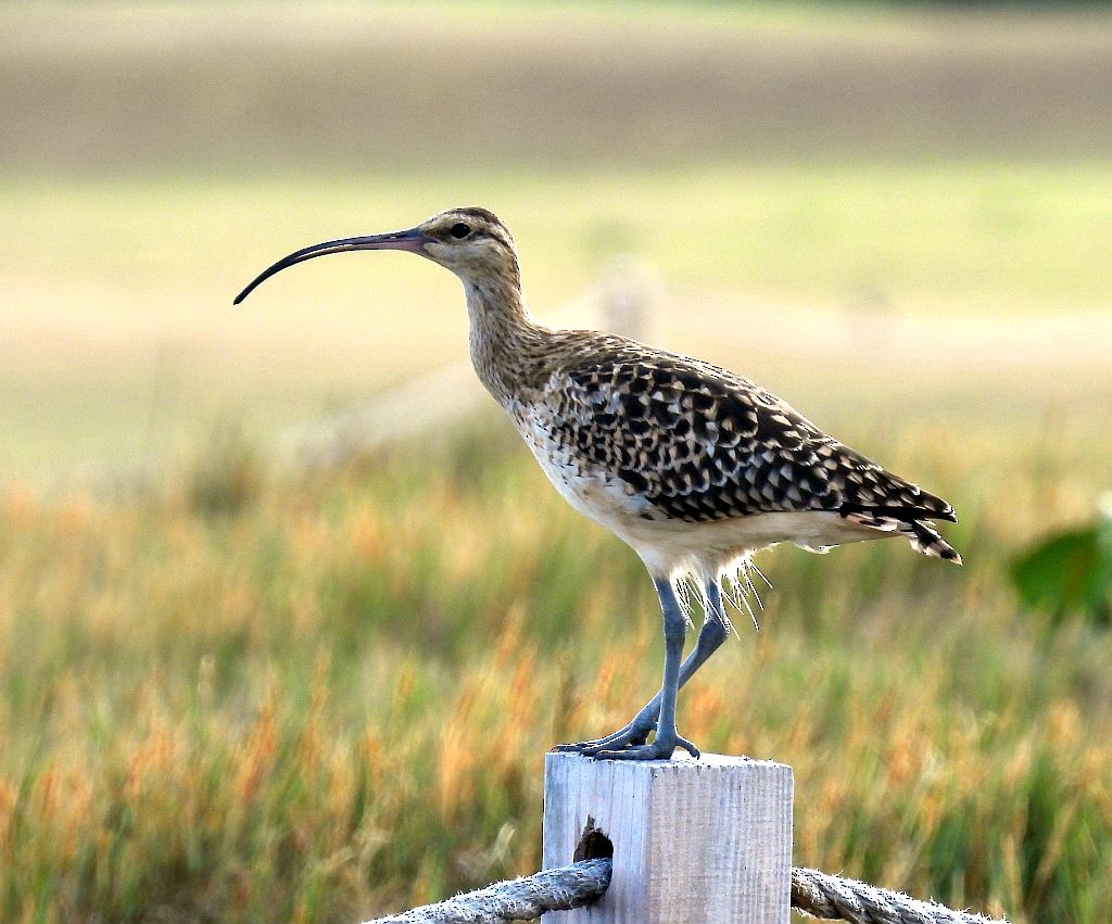 eBird Checklist - 30 Nov 2022 - Kahuku Golf Course and Pasture - 12 species