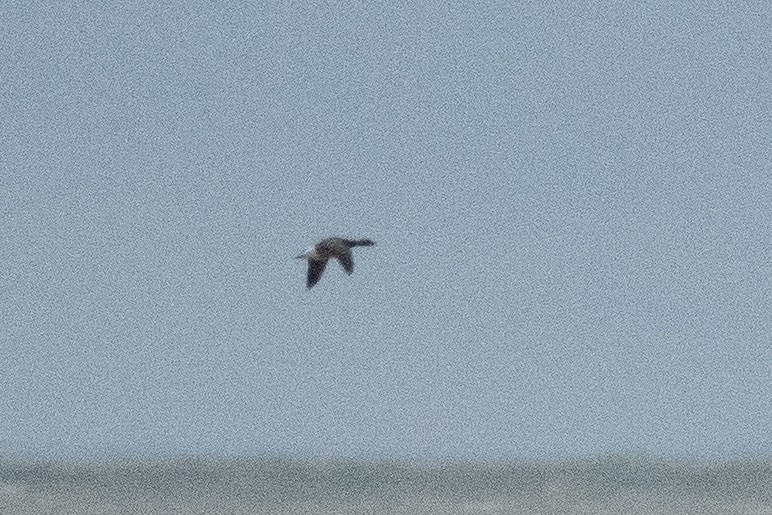 eBird Checklist - 3 Dec 2022 - Presque Isle SP (IBA) - 35 species (+1 other taxa)