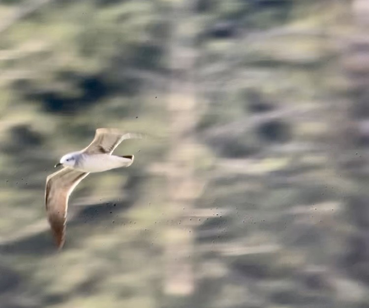 eBird Checklist - 4 Dec 2022 - Humboldt Lagoons SP--Stone Lagoon ...