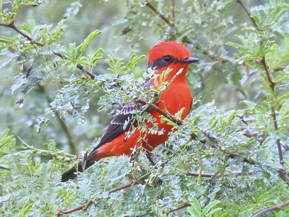 eBird Checklist - 4 Dec 2022 - Salineño Wildlife Preserve (LTC 080 ...