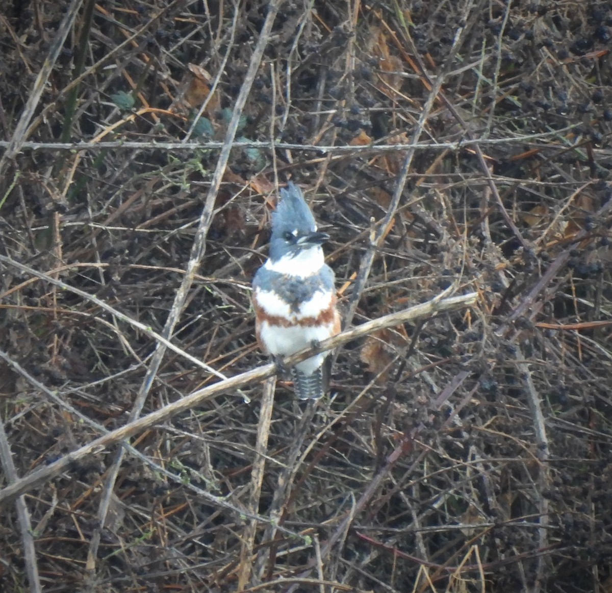 eBird Checklist - 5 Dec 2022 - Arcata Marsh and Wildlife Sanctuary - 30 ...