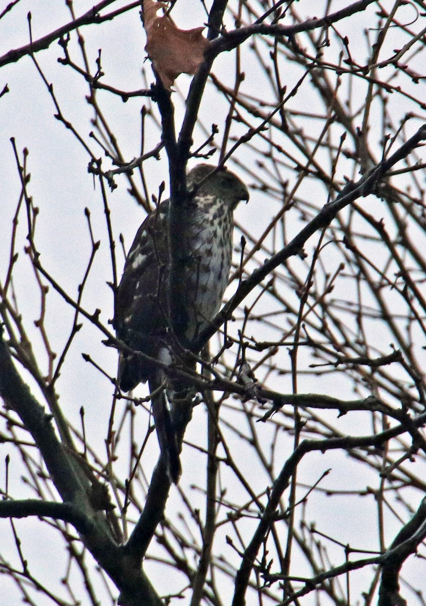 ML510649551 - Cooper's Hawk - Macaulay Library
