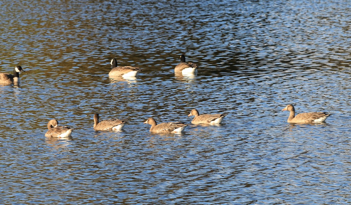 eBird Checklist - 7 Dec 2022 - Guajome Regional Park - 35 species