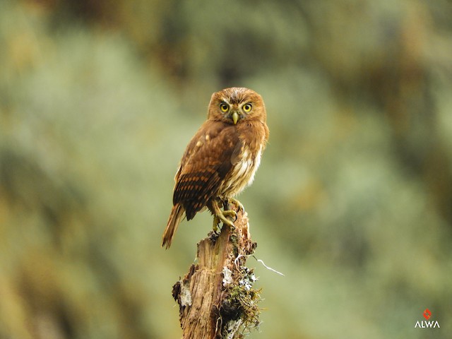 Participa del desafío "eBirder" del mes de Octubre - eBird Bolivia