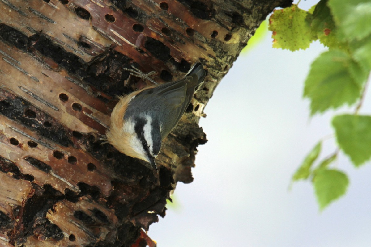 ML51143511 - Red-breasted Nuthatch - Macaulay Library