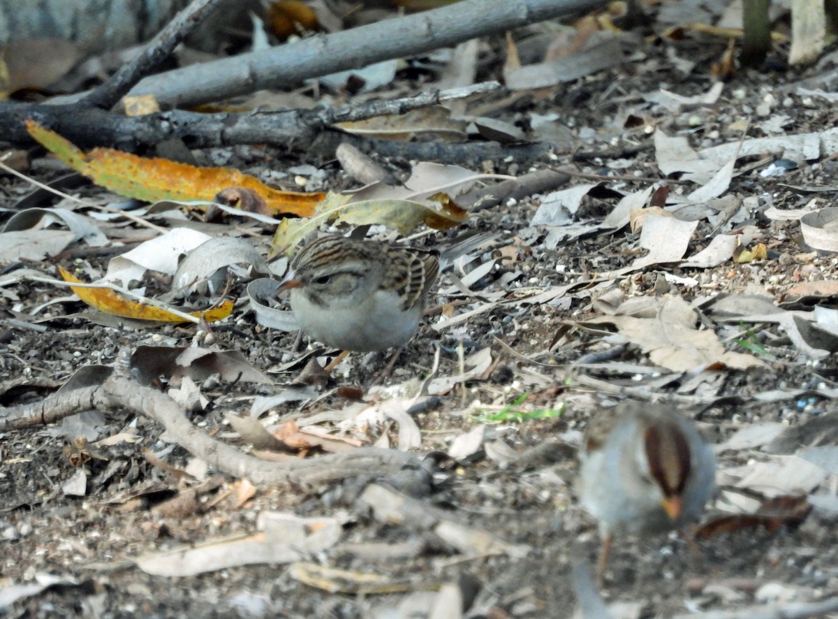 eBird Checklist - 9 Dec 2022 - Frank G. Bonelli RP/Puddingstone ...