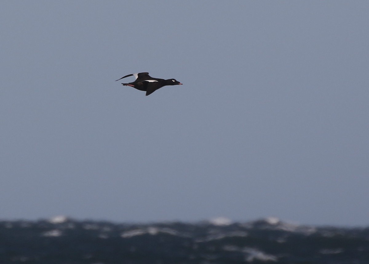 eBird Checklist - 9 Dec 2022 - Sandy Neck - 14 species
