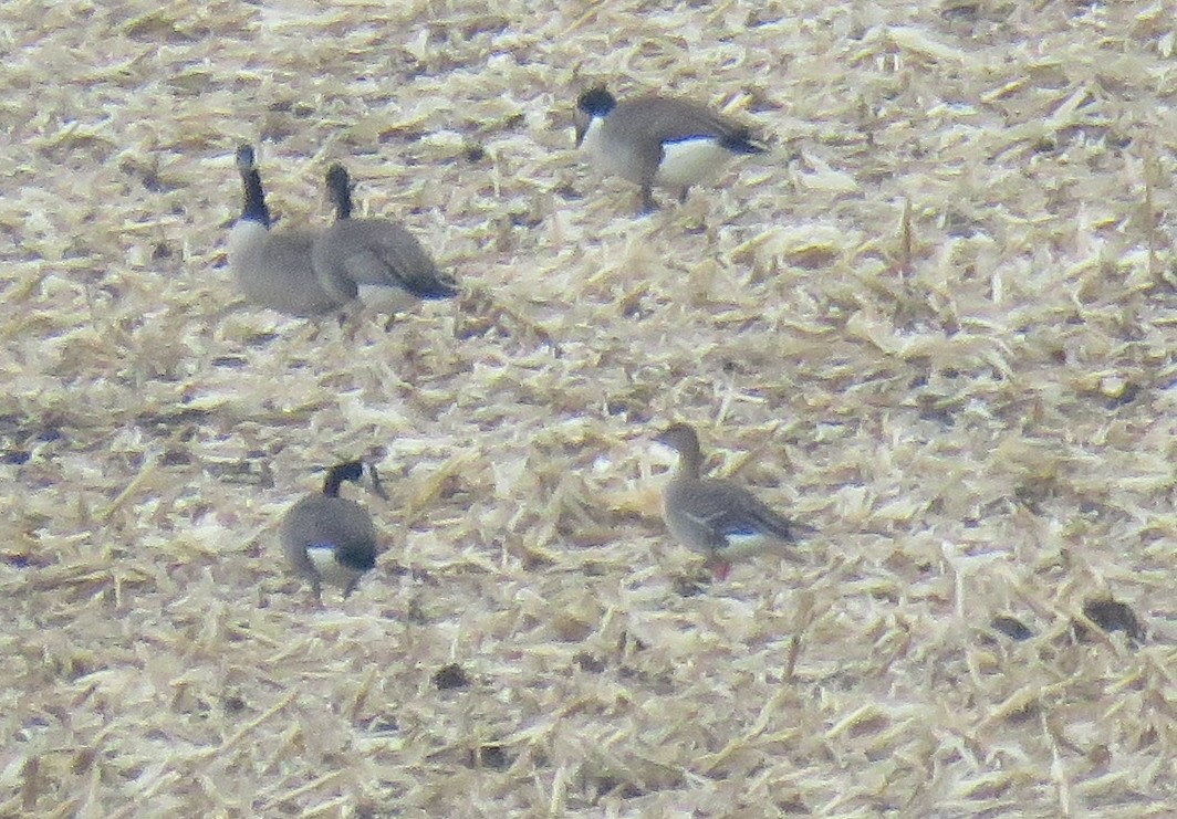 eBird Checklist - 9 Dec 2022 - Lake LaShane - 27 species